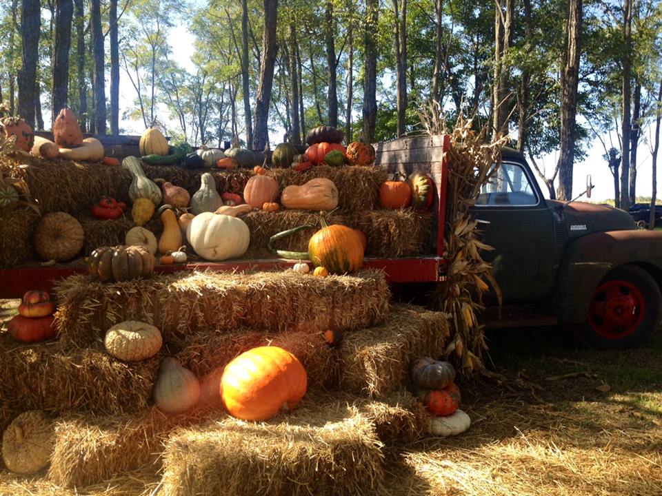FALL FUN: Corn Mazes, Pumpkin Patches, Apple Picking and More ...