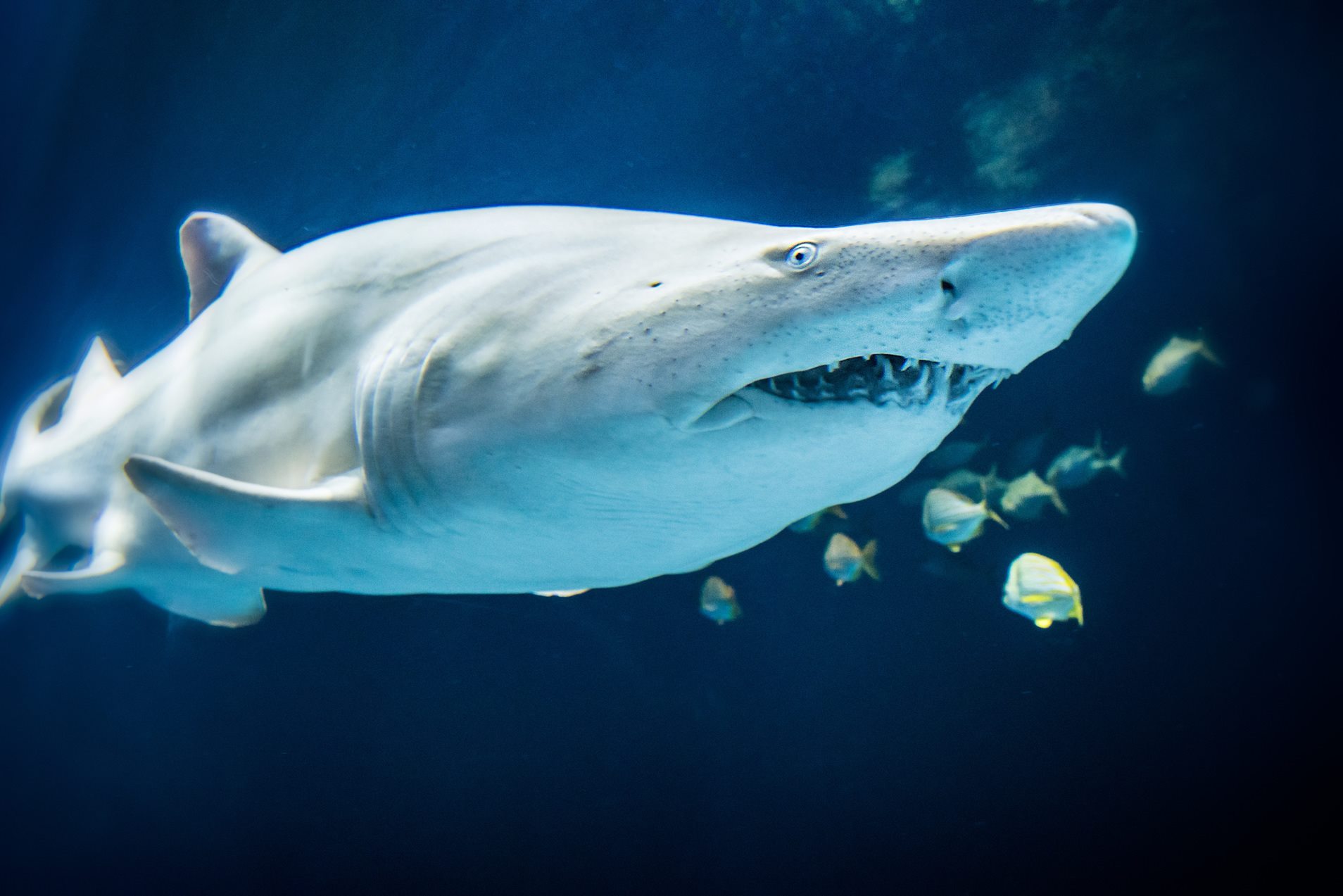 America’s Best Aquarium in the Heart of Missouri – Missouri Magazine